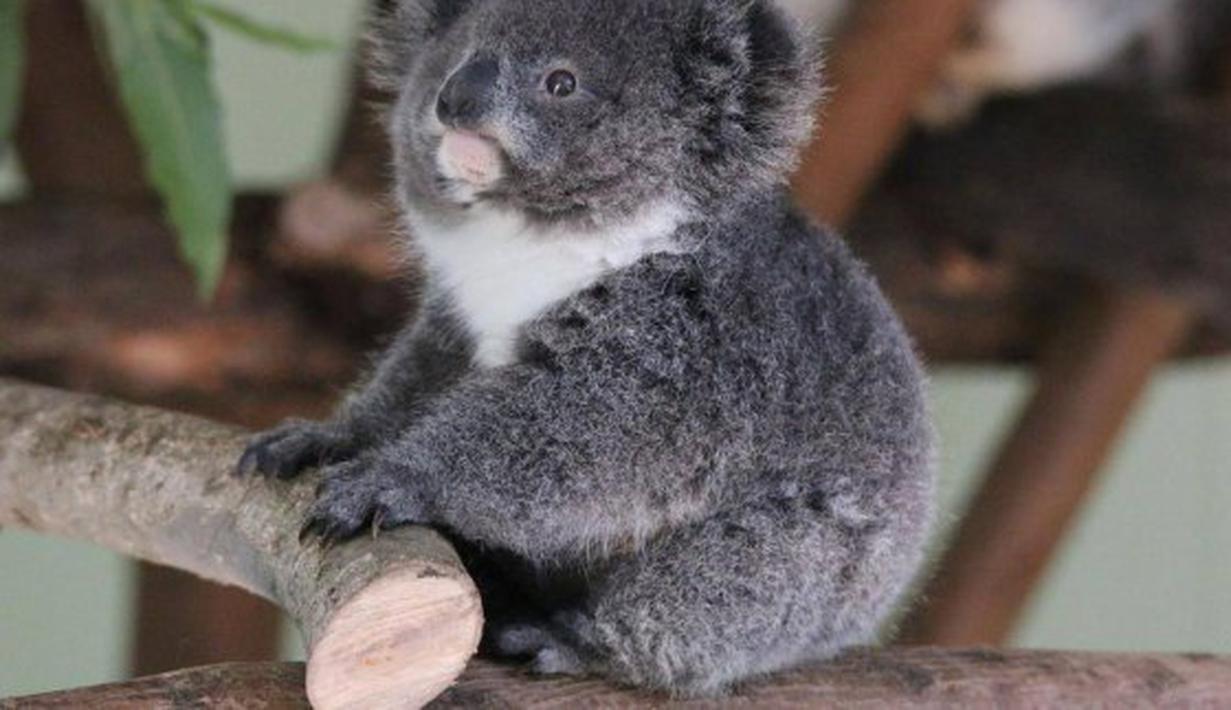 Archer si Koala Imut Yang Akan Membuat Anda Gemas - Photo Fimela.com
