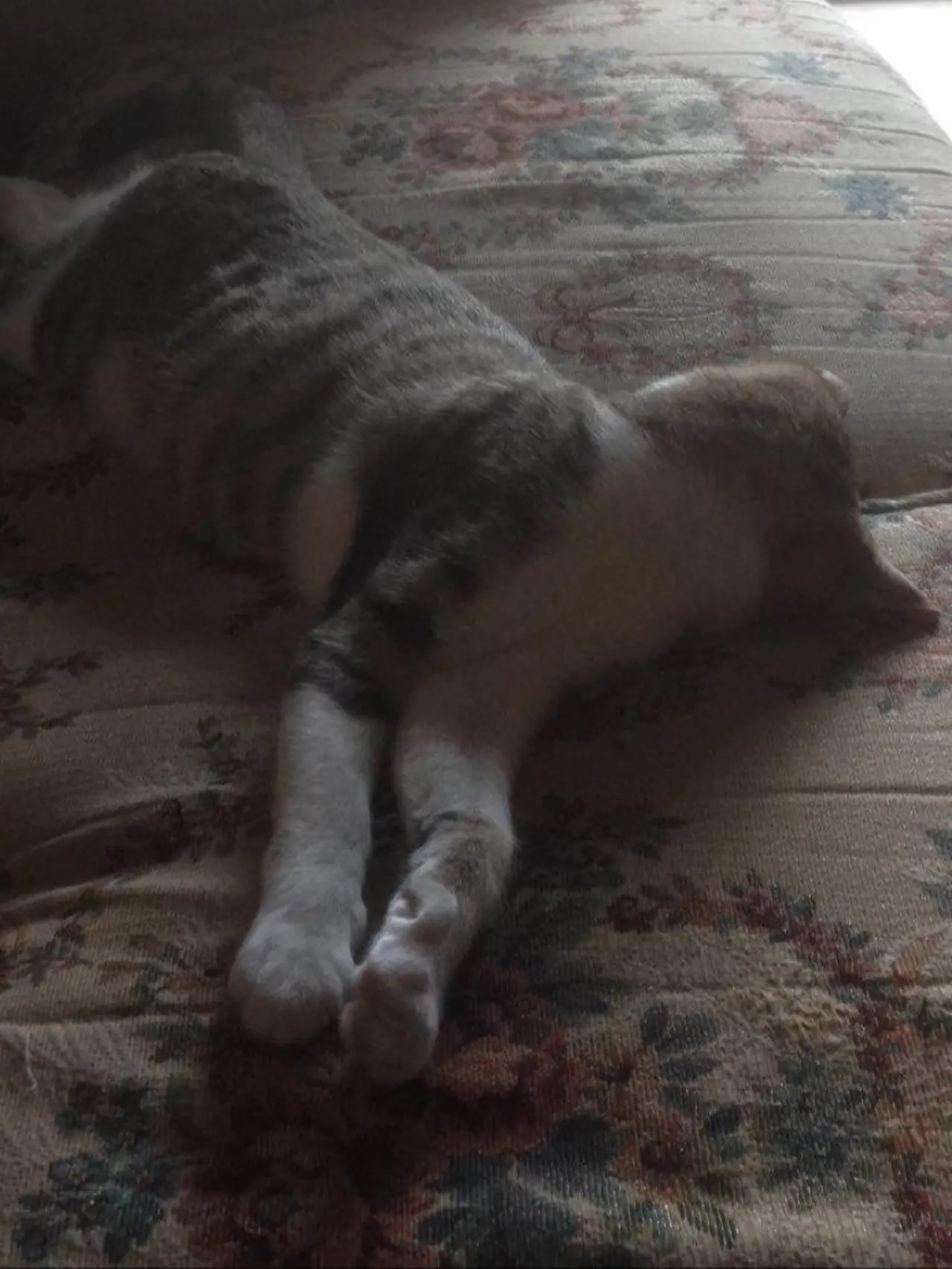 7 Potret Kucing Tidur dengan Pose Tak Wajar, Bikin Encok Lihatnya ...