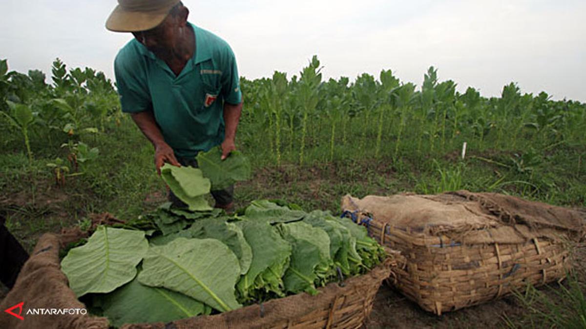 Nggak Ada yang Melindungi Petani Tembakau! - Health Liputan6.com