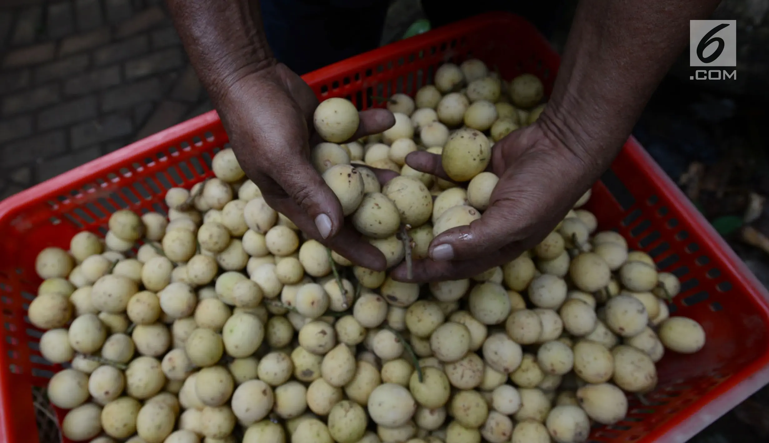 FOTO: Anies Baswedan Panen Buah Salak dan Duku Condet Khas Betawi ...