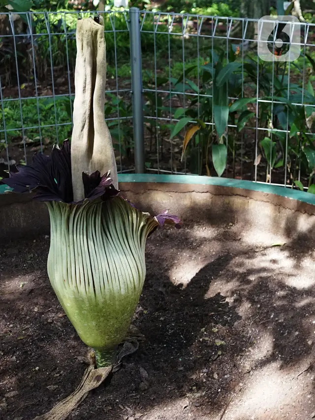 Bersiap, Bunga Bangkai Indonesia Bakal Mekar di Kebun Ohio AS - Global ...