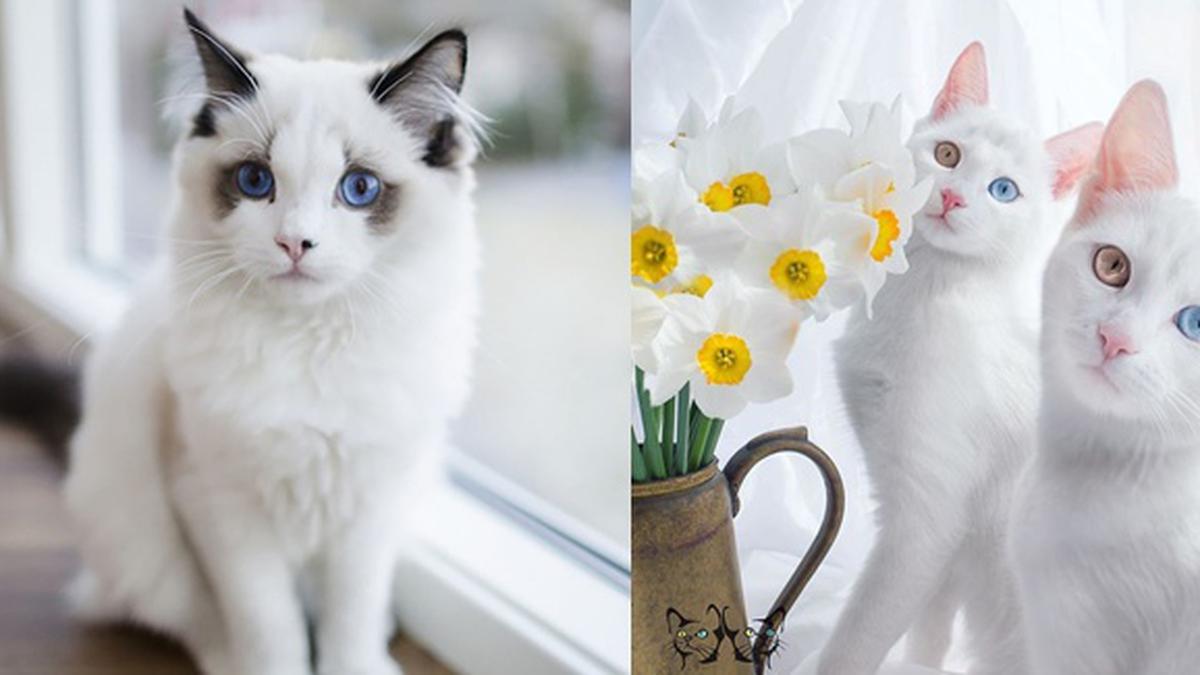 10 Kucing Paling Cantik di Dunia: Cute Banget & Bikin Gemas