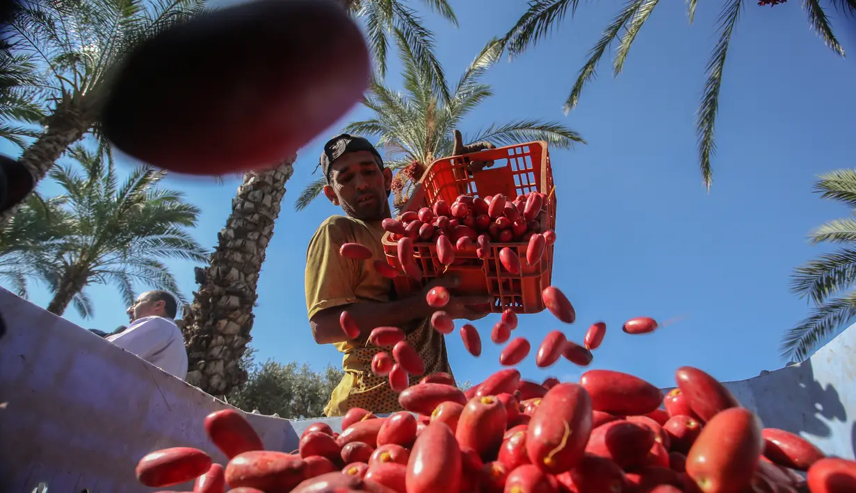 FOTO: Menengok Petani Palestina Panen Buah Kurma - Foto Liputan6.com
