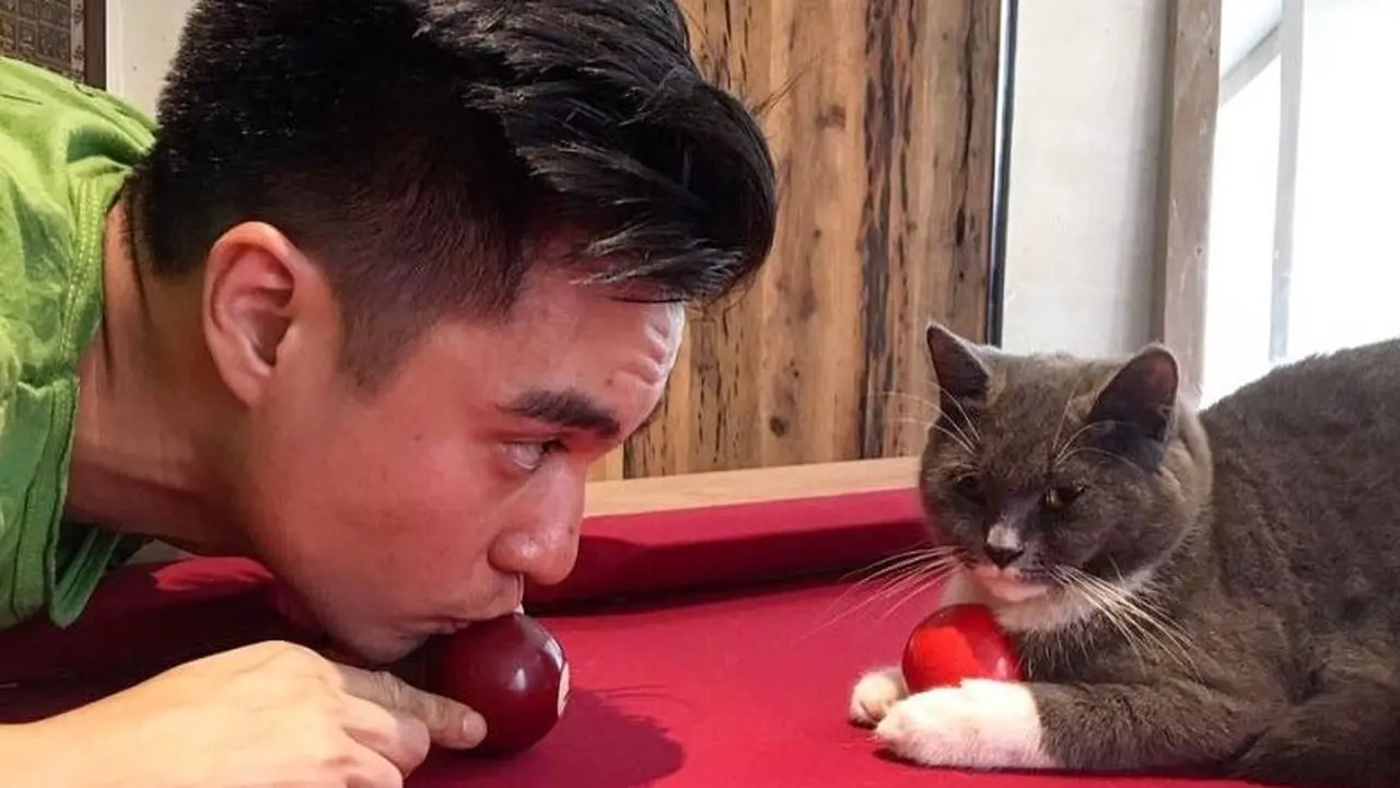 6 Artis Tanah Air Ini Pelihara Kucing yang Harganya Fantastis, Bisa ...