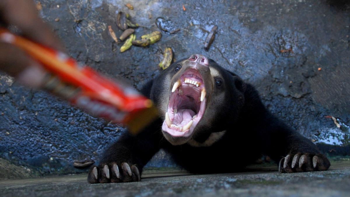 Beruang Madu Terkam Petani Karet dari Belakang