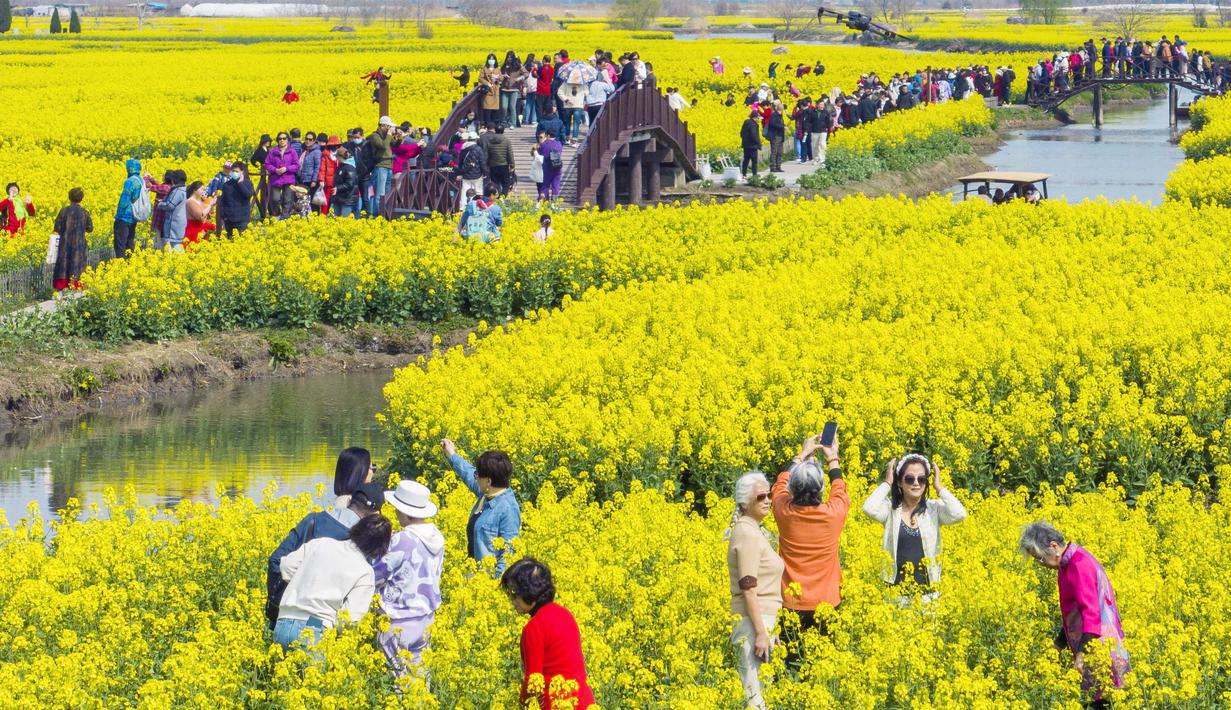 Keindahan Hamparan Emas Bunga Canola di Jiangsu China - Foto Liputan6.com