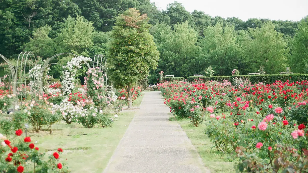 14 Jenis-Jenis Bunga Taman dan Karakteristiknya yang Populer - Hot ...