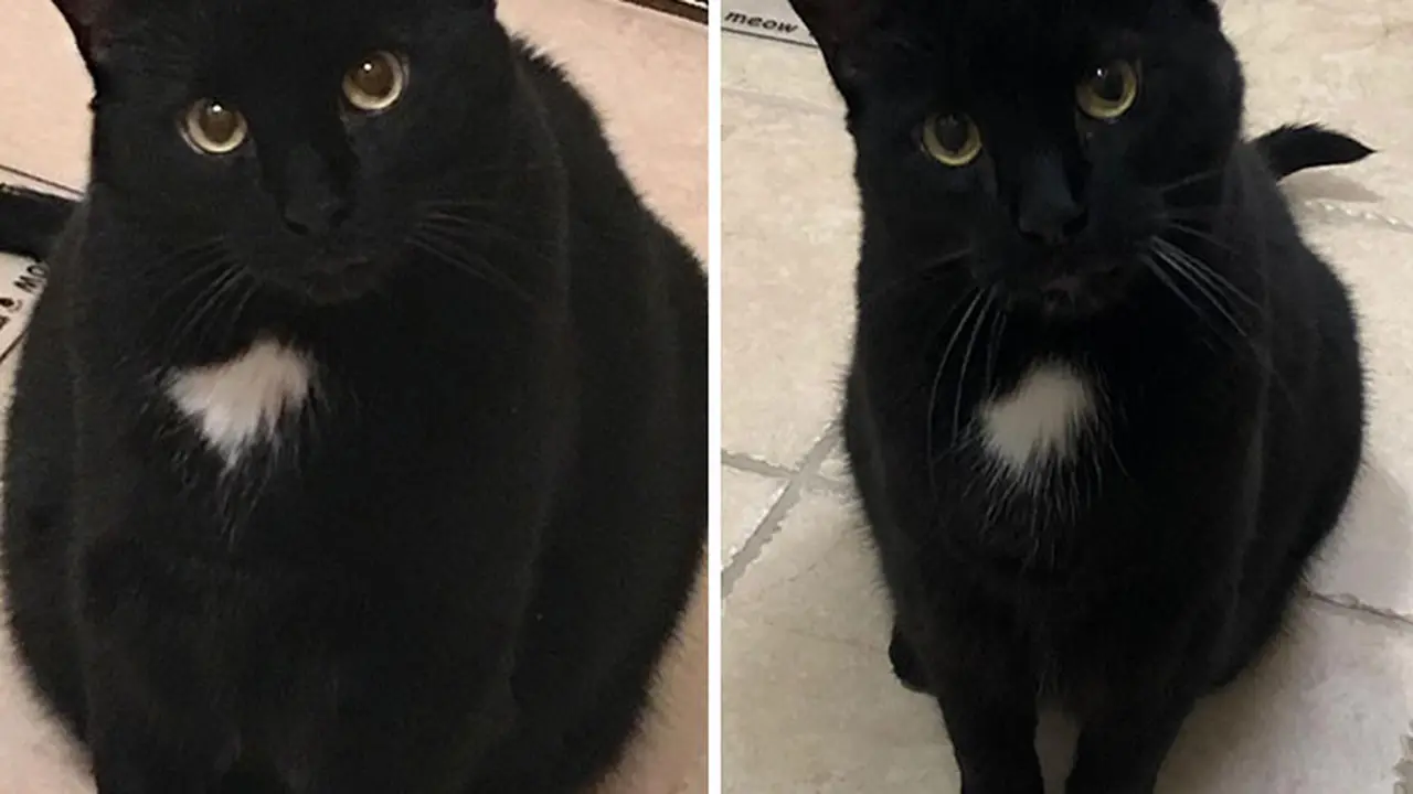8 Potret Keren Transformasi Kucing Obesitas jadi Kurus - Citizen6 ...