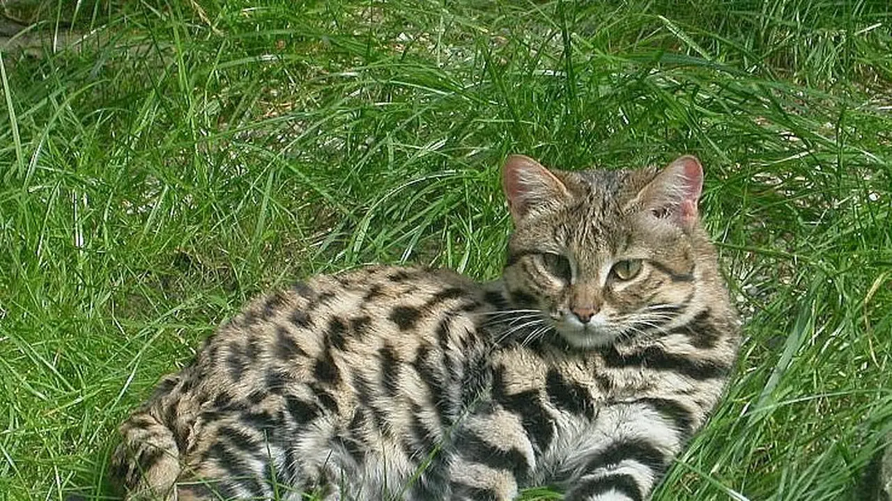 10 Hewan Terlucu di Dunia, Habitatnya Unik - Citizen6 Liputan6.com