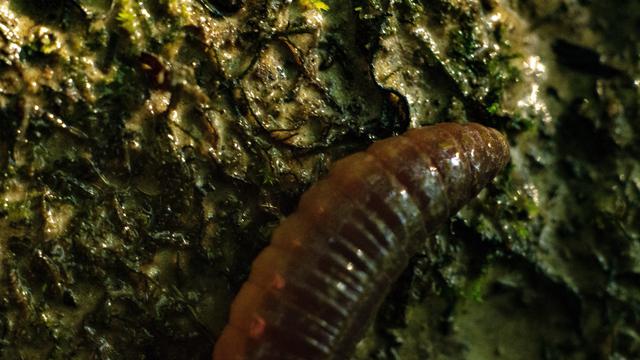 7 Fungsi Cacing Tanah Bagi Ekosistem, Bisa Suburkan Tanaman - Hot ...