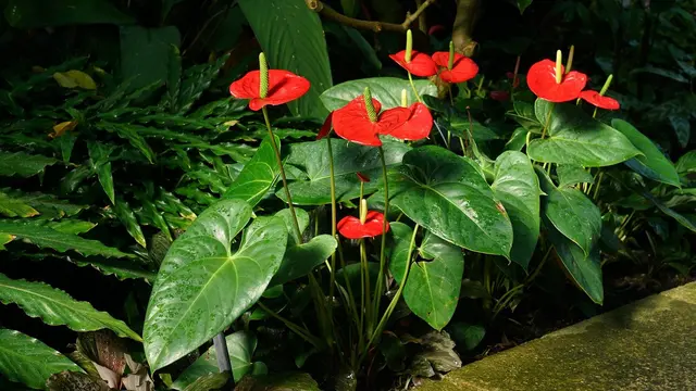 Mitos Bunga Anthurium yang Perlu Diketahui - Ragam Bola.com