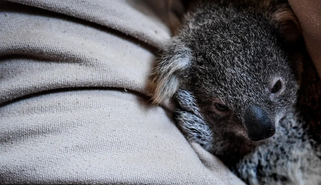 FOTO: Imutnya Bayi Koala yang Lahir di Kebun Binatang Lisbon - Foto ...
