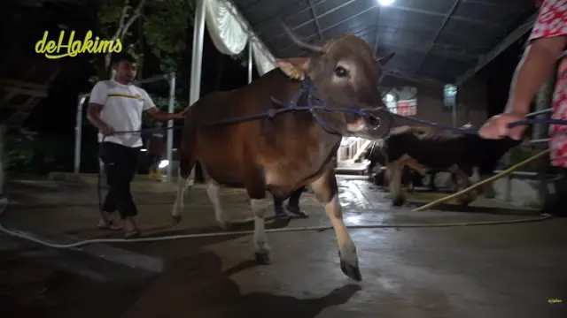 Penampakan 4 Sapi Jumbo Irfan Hakim untuk Kurban Idul Adha 2024 ...