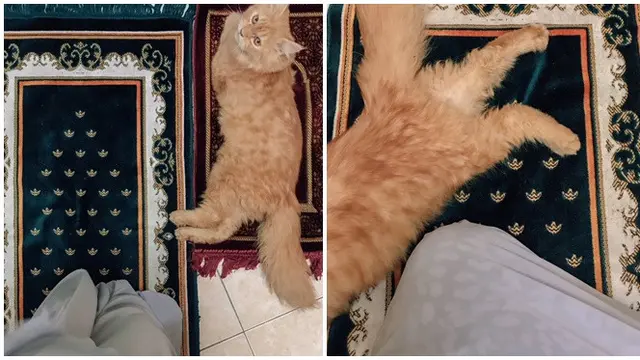 6 Potret Kucing Saat Temani Salat Ini Bikin Senyum Tipis - Hot Liputan6.com