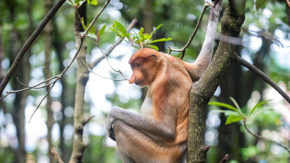 Melihat Kehidupan Bekantan, Primata Langka Pulau Kalimantan di Hutan ...