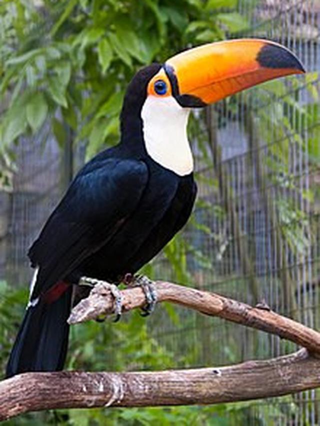 10 Burung dengan Paruh Terpanjang di Dunia, Adaptasi Unik untuk ...