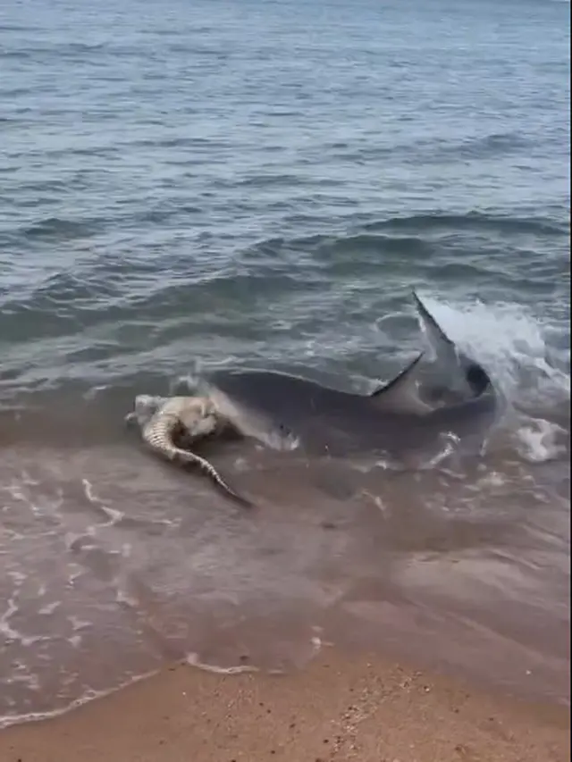 Viral Hiu Serang Buaya, Netizen Indonesia: Bak Perang Suro dan Boyo ...