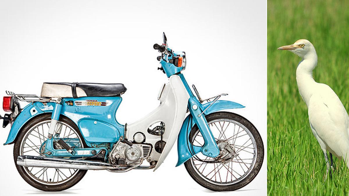 Arti Julukan "Kuntul" dan "Ulung" Untuk Honda C70