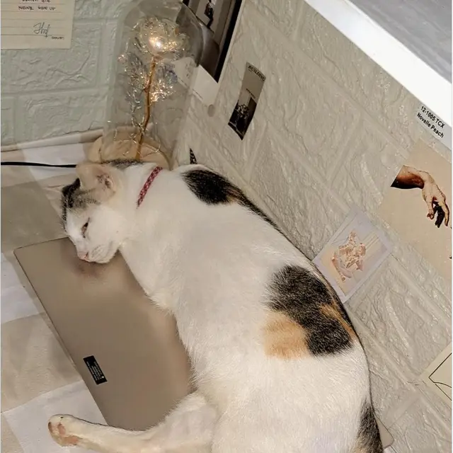 Mengapa Kucing Suka Duduk di Laptop? Ini Penjelasannya