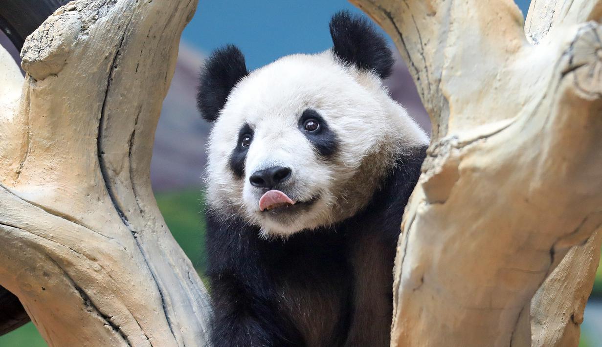 FOTO: Lucunya Panda Raksasa Penghuni Baru Kebun Binatang di Anshan ...