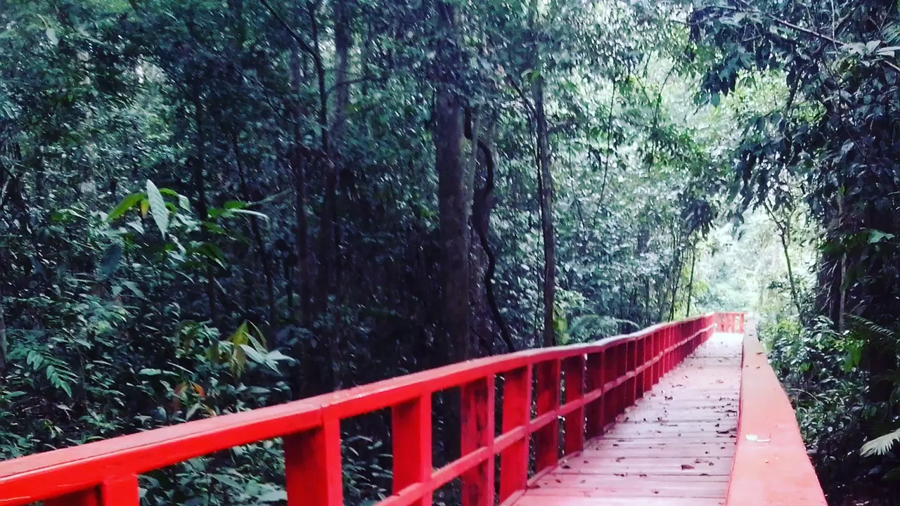 6 Fakta Menarik Bangka Tengah, Punya Hutan Pelawan Habitat Hewan ...