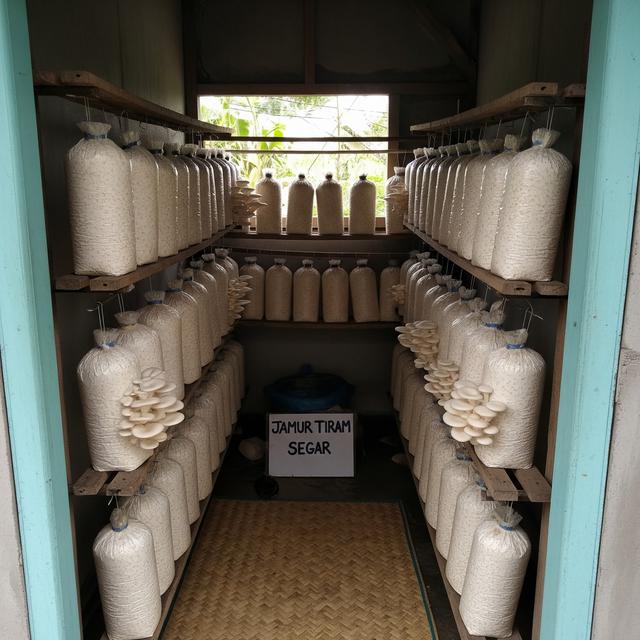 9 Ide Kebun Produktif ala Rumah Jepang di Desa untuk Kehidupan Lebih ...
