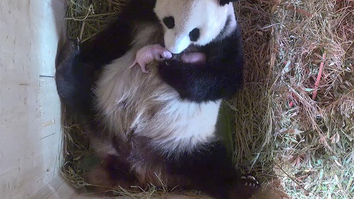 Heboh, Panda Melahirkan Bayi Kembar Selang Seminggu - Lifestyle Fimela.com