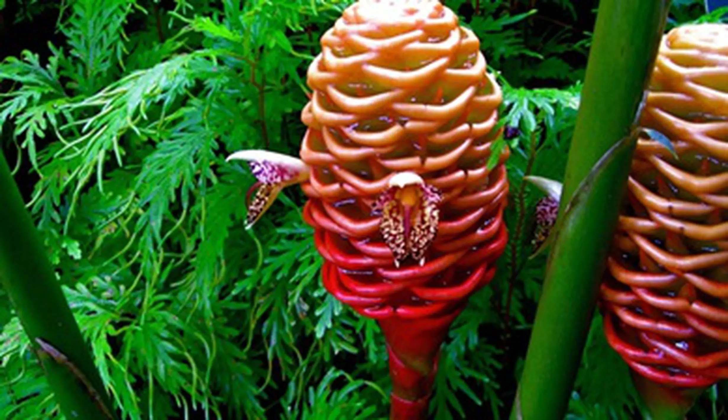 Bunga Unik Namun Tetap Cantik yang Ada di Dunia - Photo Fimela.com