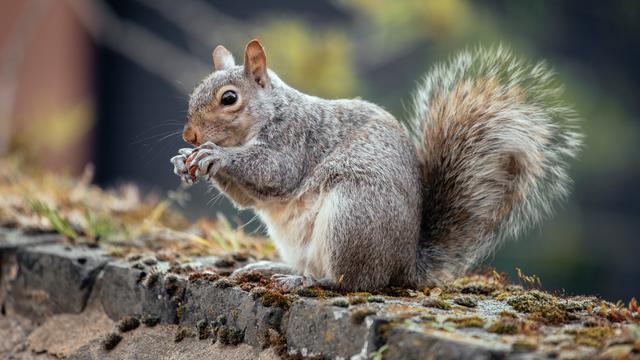 10 Arti Mimpi Hewan Tupai, Pertanda Rezeki Melimpah - Ragam Bola.com