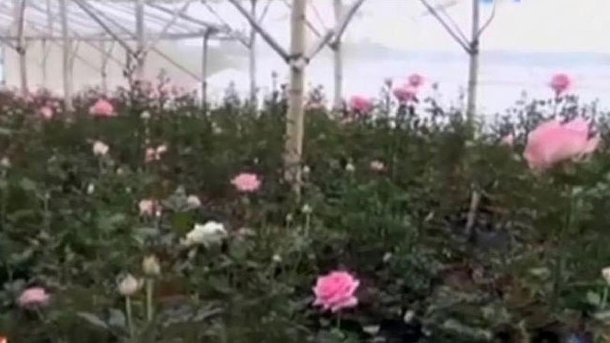 VIDEO: Wisata Kebun Mawar Jepang di Bali - TV Liputan6.com