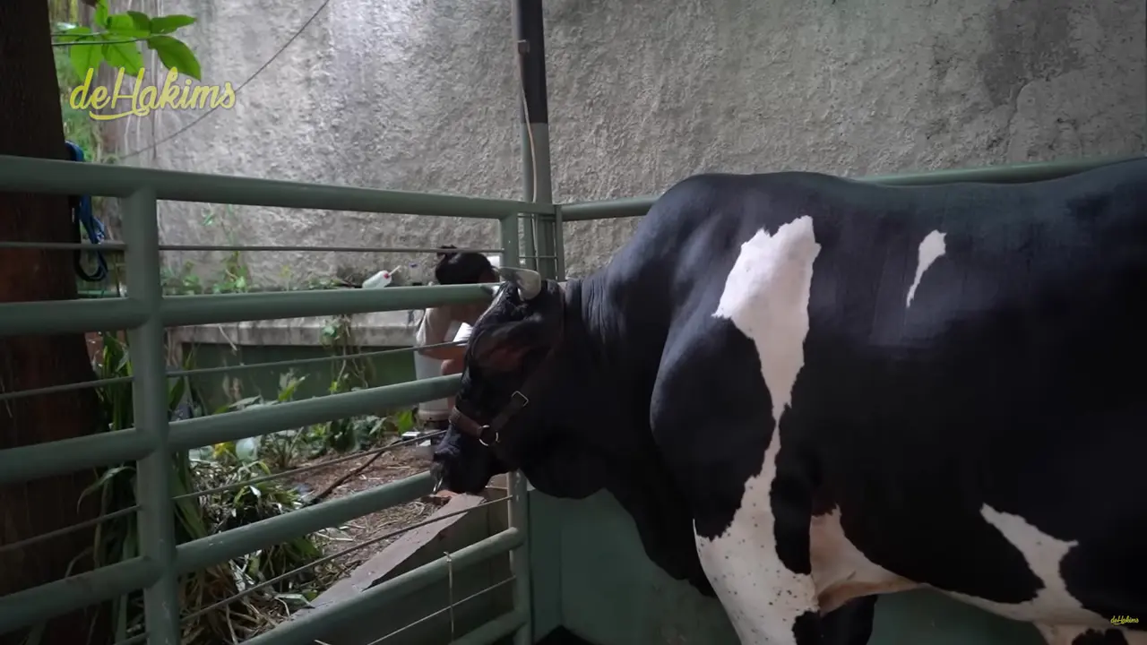 Penampakan 4 Sapi Jumbo Irfan Hakim untuk Kurban Idul Adha 2024, Condrosimo hingga Bomber ...