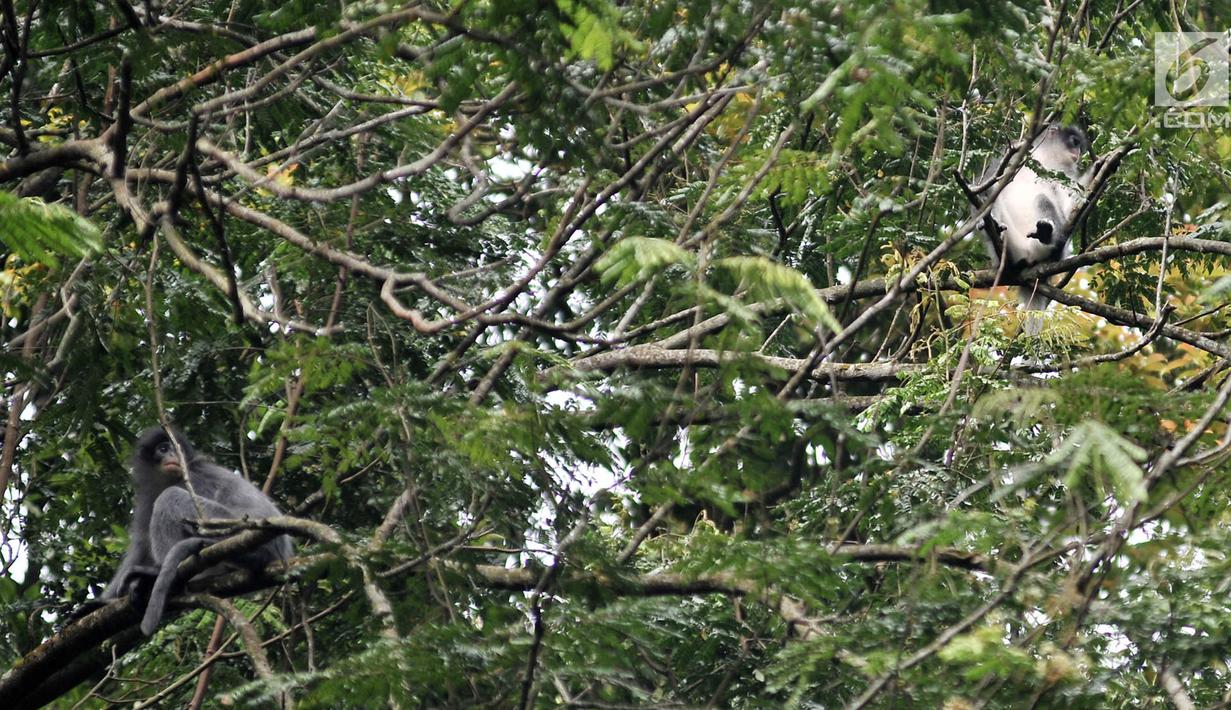 FOTO: Populasi Monyet Surili di Taman Nasional Gunung Halimun Salak ...