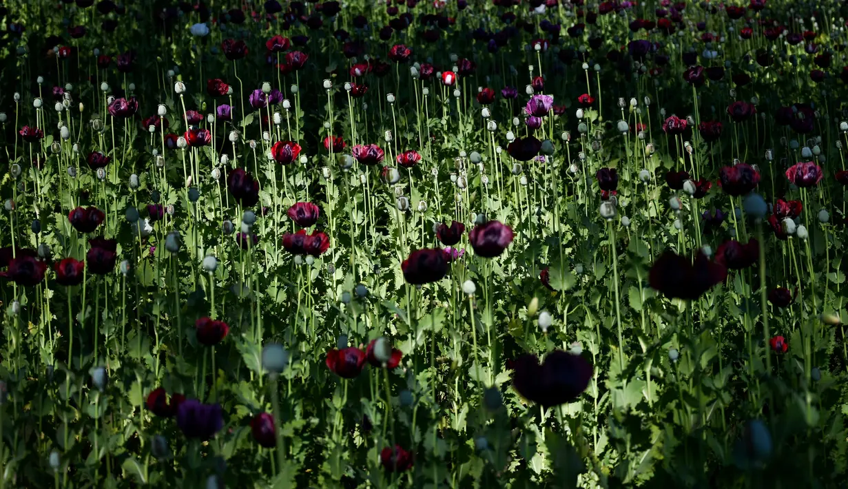 FOTO: Mengintip Ladang Opium di Myanmar - Foto Liputan6.com