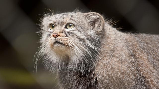 Mengenal Kucing Pallas Berbulu Lebat - Global Liputan6.com