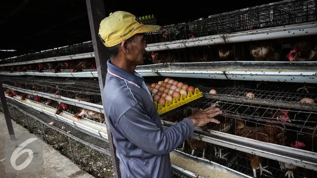 Harga Telur Anjlok, Mendag Usul untuk Bantuan Pangan