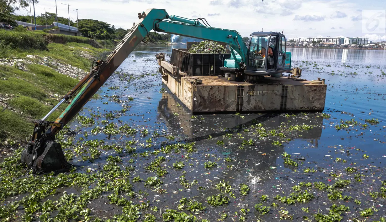 FOTO: Penampakan Eceng Gondok yang Penuhi Waduk Pluit - Foto Liputan6.com