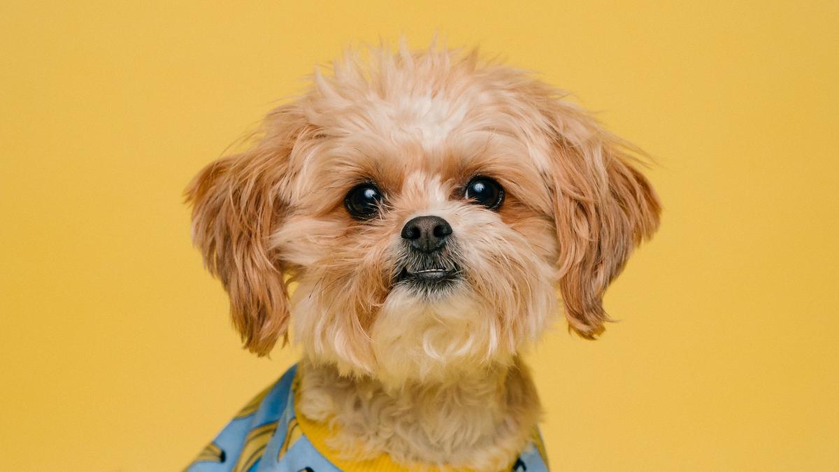 7 Penyebab Anjing Tidak Mau Makan dan Cara Mengatasinya Agar Nafsu Makan - Lifestyle Fimela.com