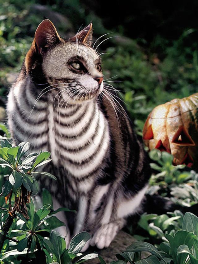 15 Foto Kucing 'Dicat' yang Nggak Masuk Akal, Tapi Hasilnya Lucu! - Hot ...