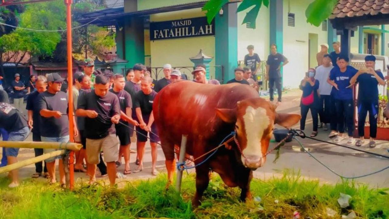 Sapi Kurban Jumbo Bertuliskan TIW Dikirim ke Masjid di Sleman Yogyakarta