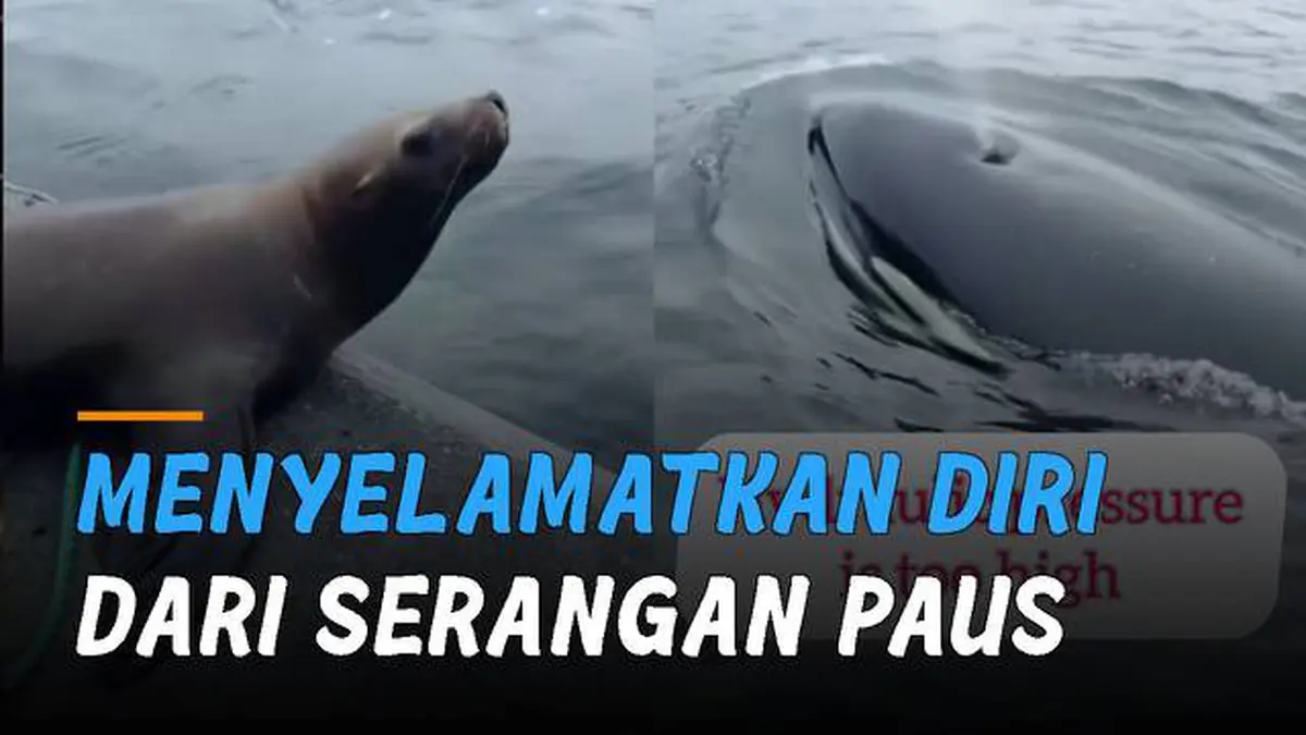 Video Menyelamatkan Diri Hari Ini - Video Terbaru Terkini | Liputan6.com