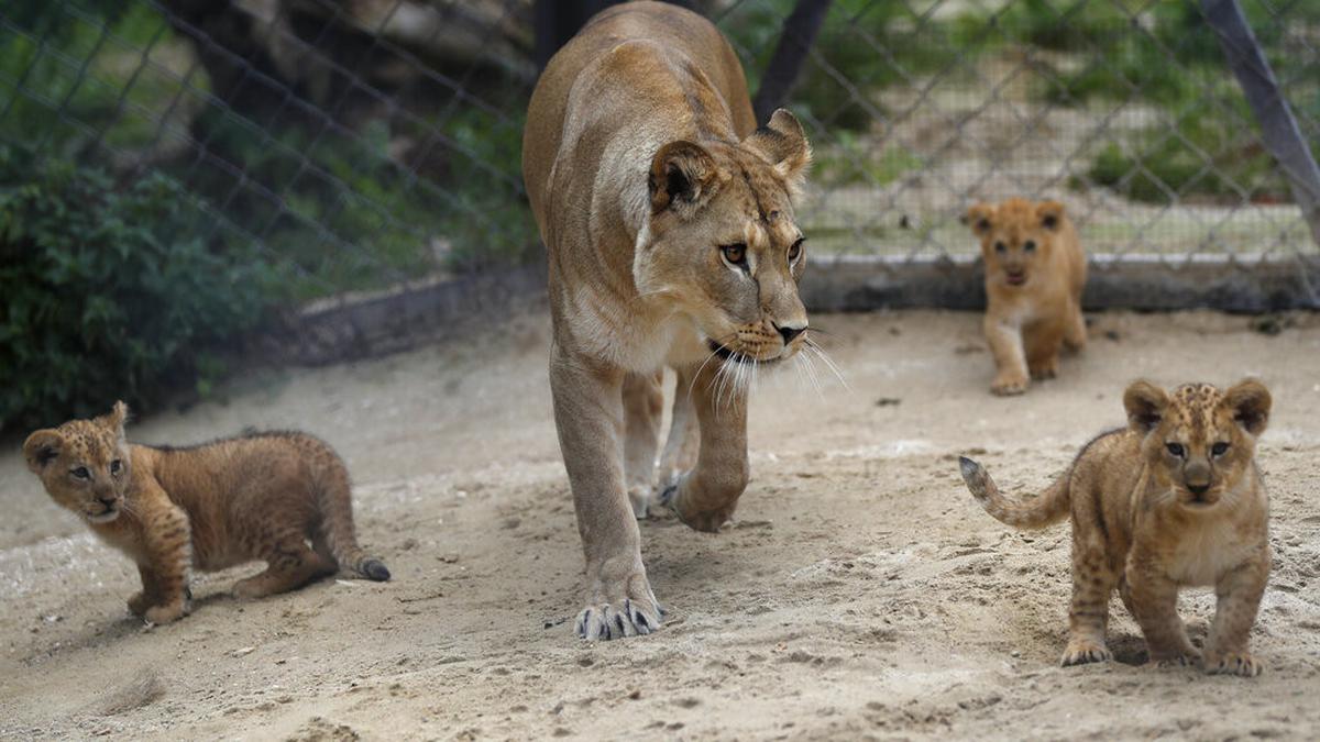 FOTO: 3 Bayi Singa Berber Lahir di Kebun Binatang Ceko - Foto Liputan6.com