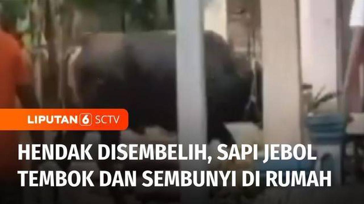 VIDEO: Ragam Aksi Sapi Ngamuk saat Hendak Disembelih, Jebol Tembok hingga Sembunyi di Rumah - TV ...