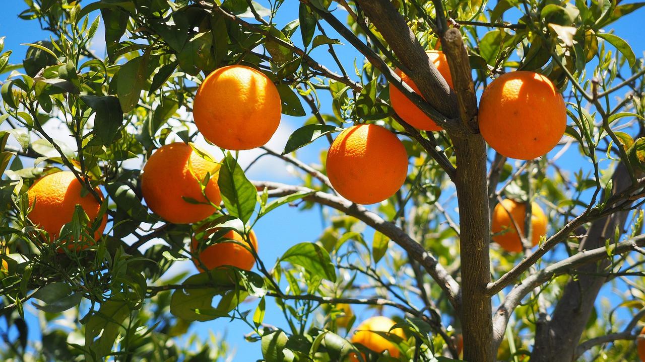 7 Jenis Pohon Buah yang Tidak Tumbuh Terlalu Tinggi dan Mudah Dipangkas