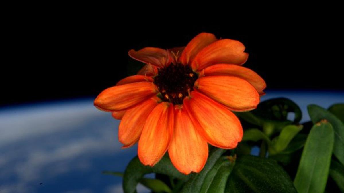 Pertama! Astronot NASA Tanam Bunga di Luar Angkasa