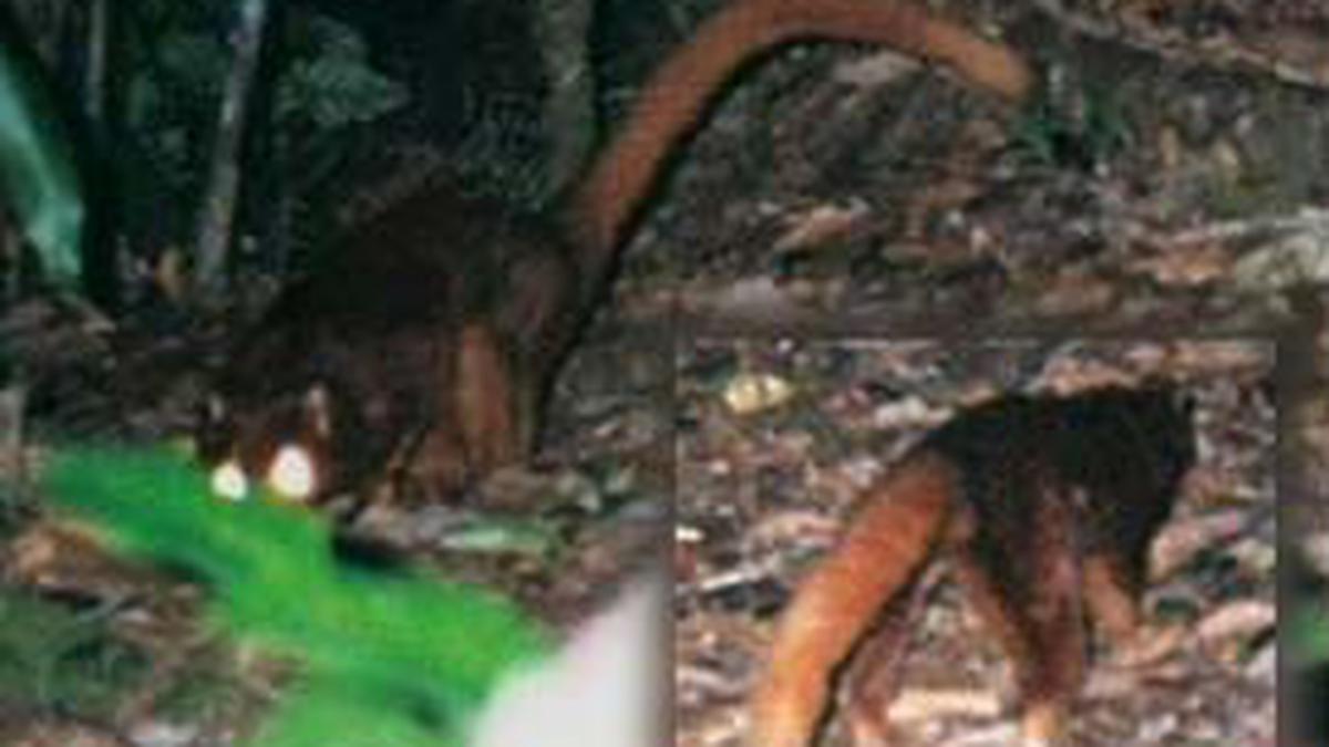 Musang Merah Ditemukan di Kalimantan - News Liputan6.com