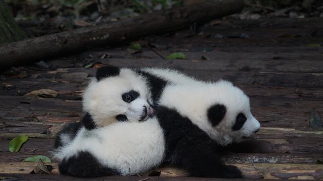 6 Fakta Menarik Tentang Panda yang Jarang Diketahui - Citizen6 Liputan6.com