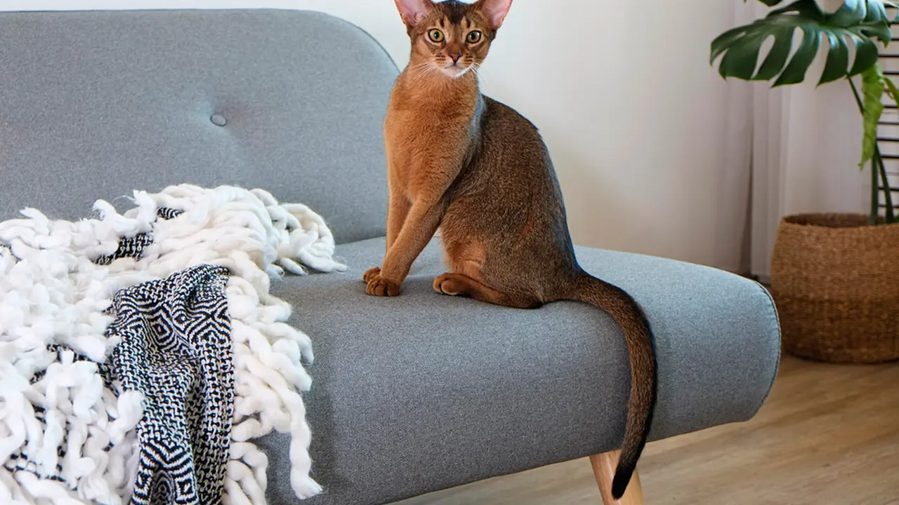 10 Jenis Kucing yang Mirip Anjing, Perhatikan Bentuk Fisiknya