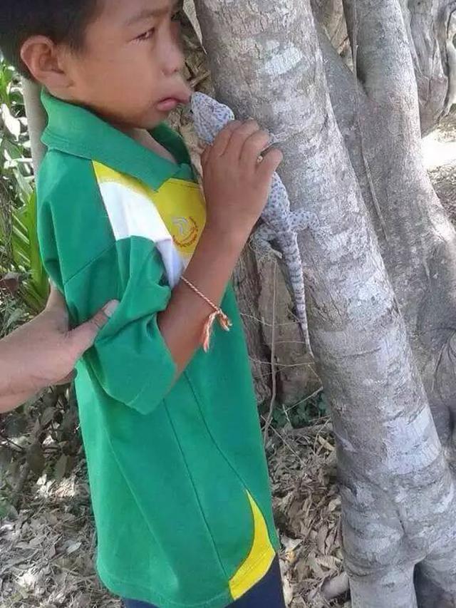 6 Potret Nyeleneh Orang Digigit Tokek Ini Bikin Ngilu, Susah Lepas ...