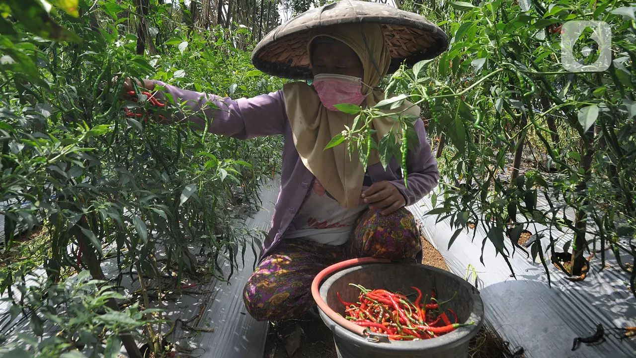 Cara Menanam Cabai Merah Keriting yang Benar, Hasil Lebat dan ...