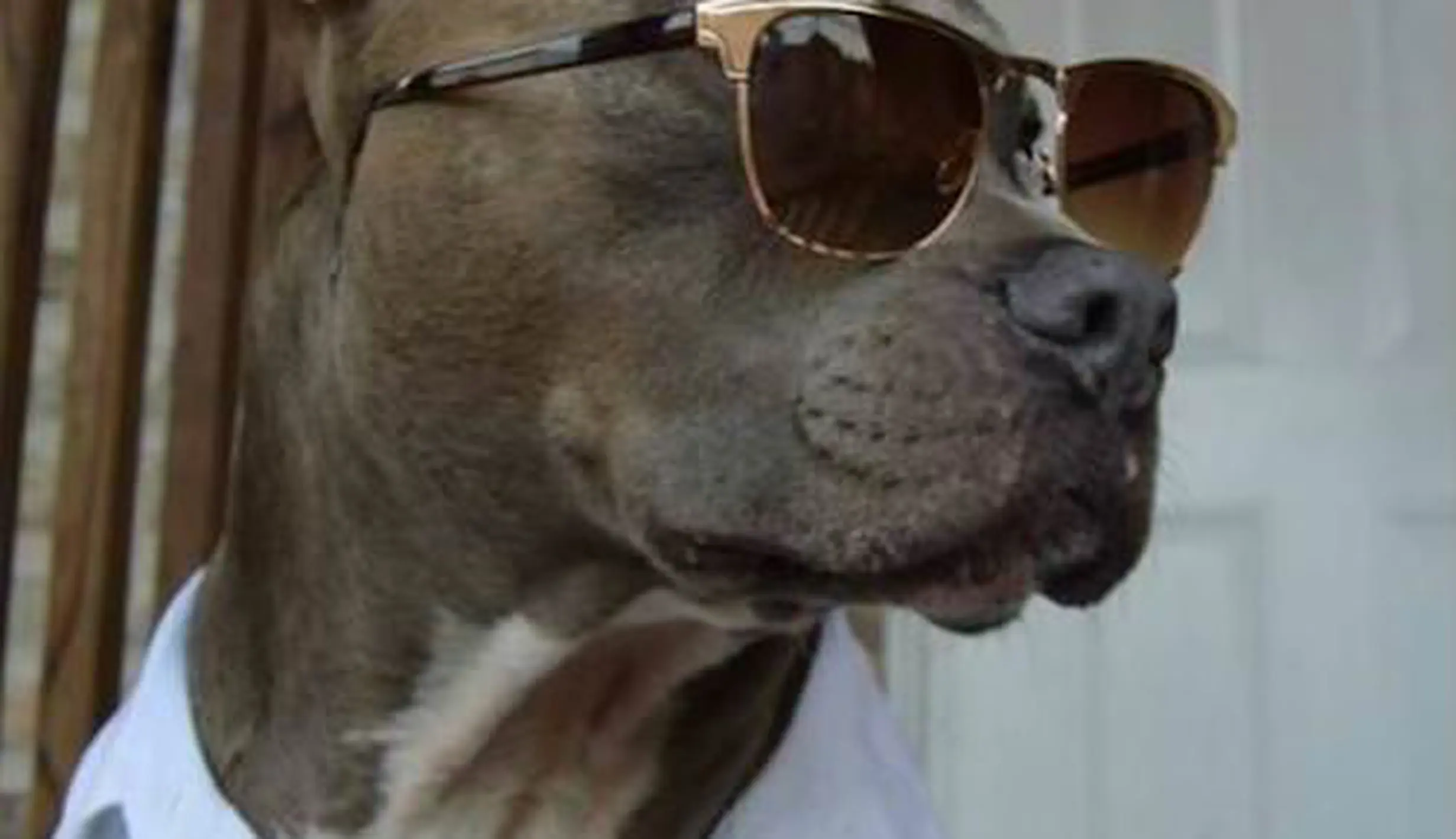 Bosan Dengan Manusia, Brand Fashion Ini Gunakan Anjing Sebagai Model